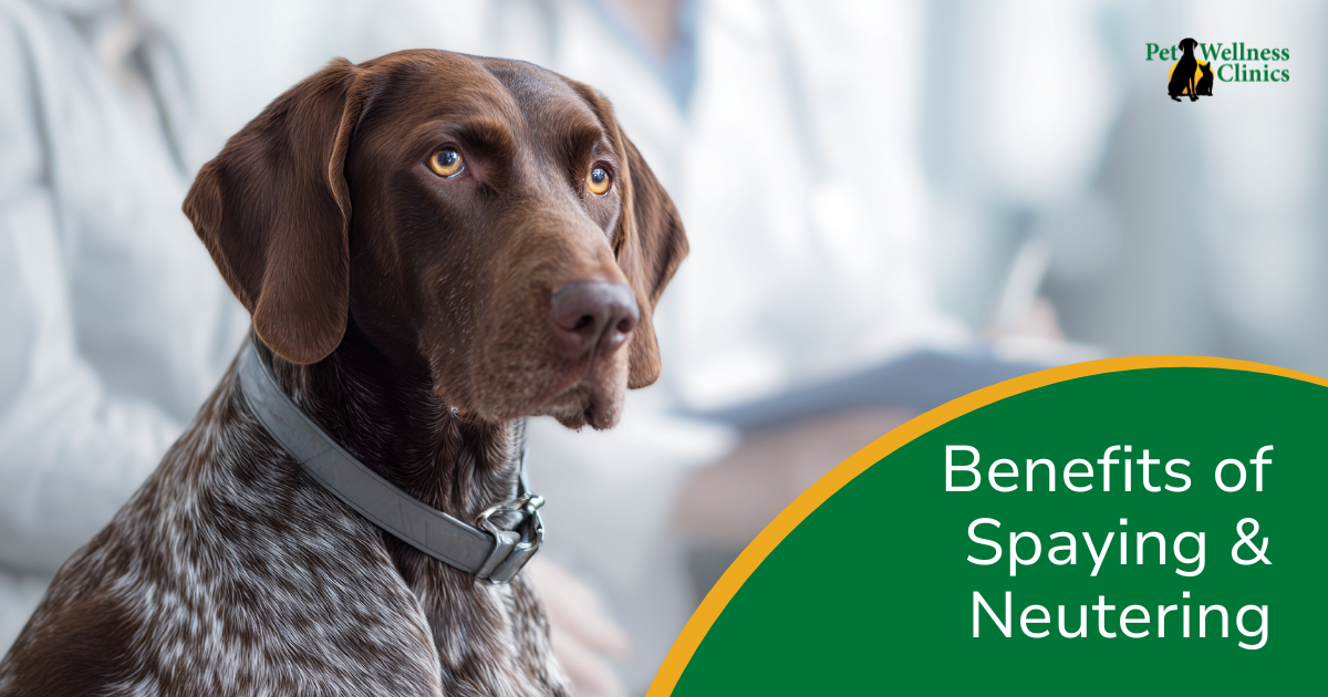 Why Spaying and Neutering Matters | Pet Wellness Clinics
