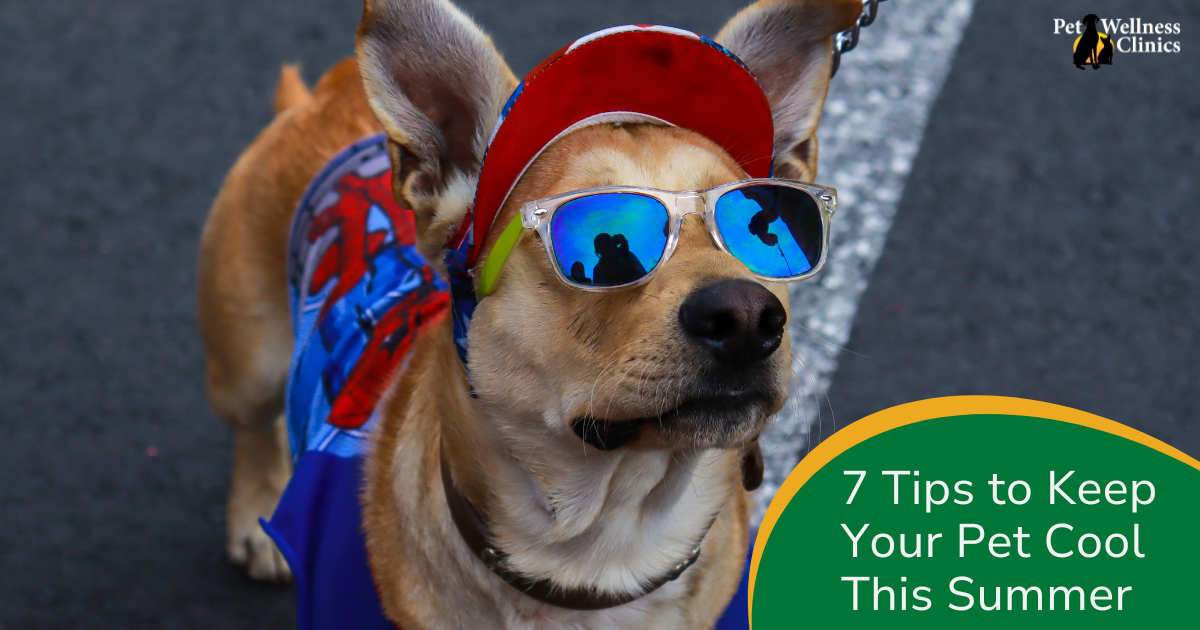 7 Tips to Keep Your Pet Cool This Summer | Pet Wellness Clinics